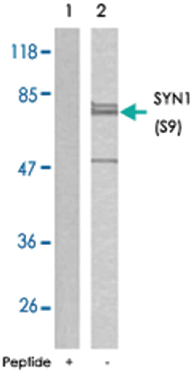 ANTI-SYN1 ANTIBODY 100UG