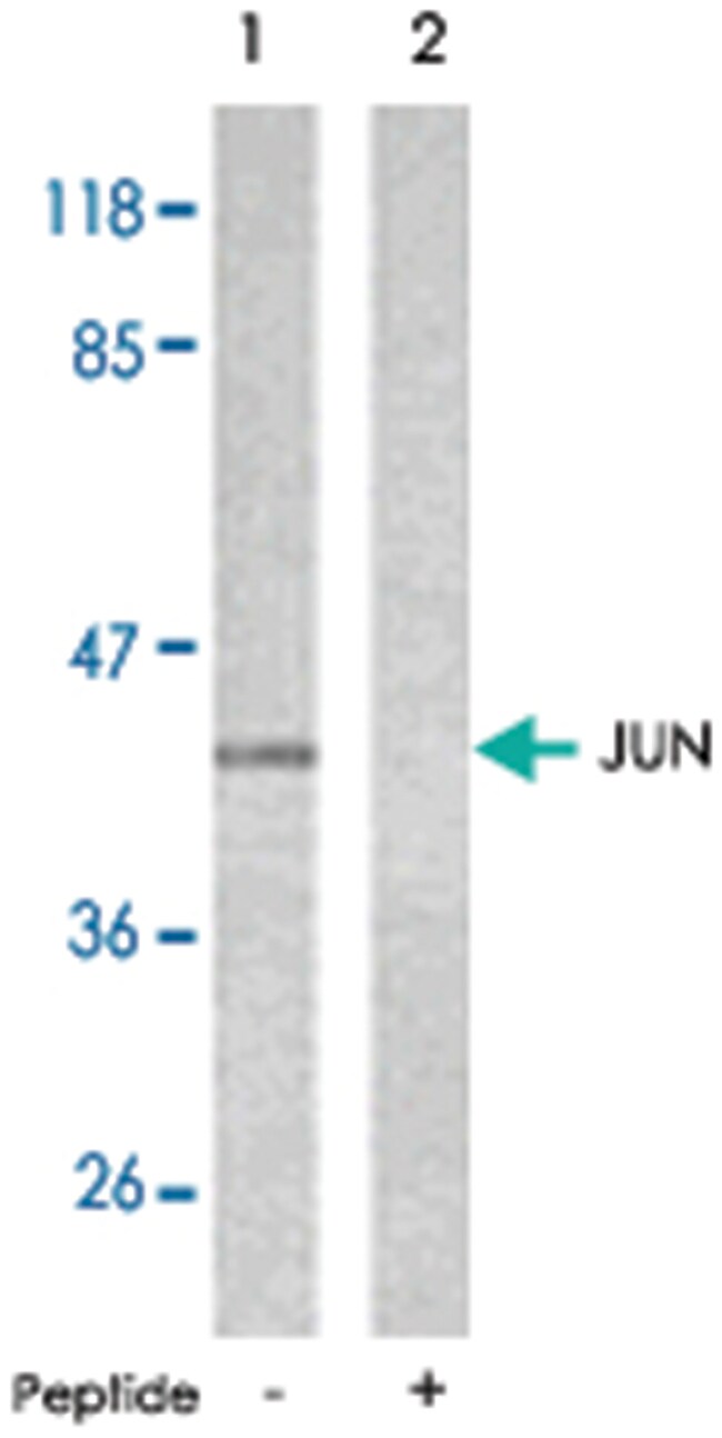 ANTI-JUN ANTIBODY 100UG