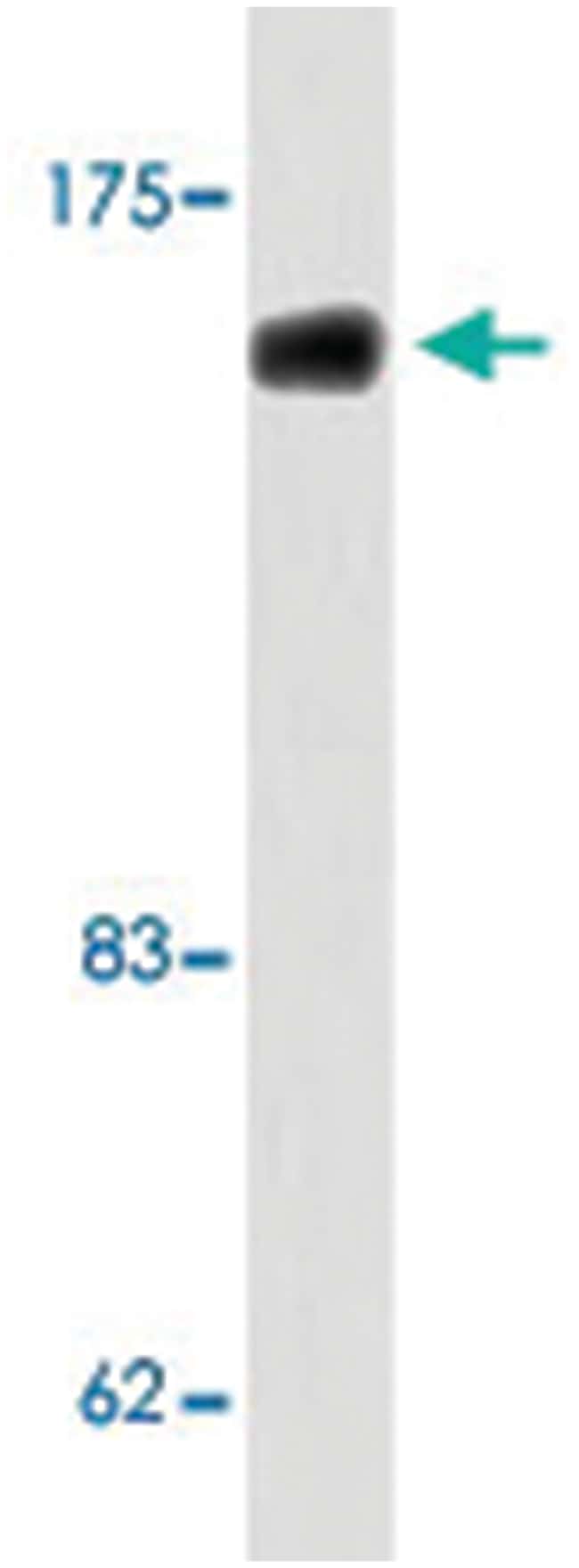 ANTI-CUX1 ANTIBODY 100UL