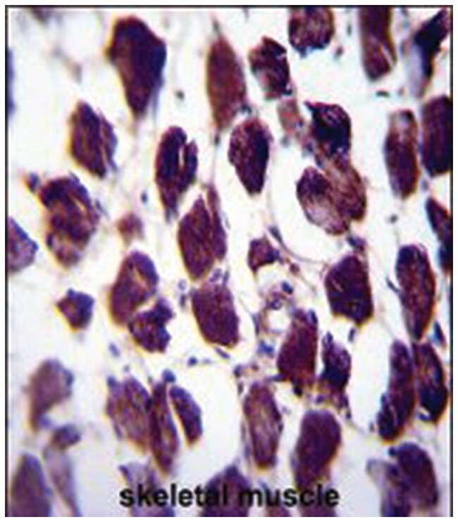 ANTI-POLG ANTIBODY 400UL