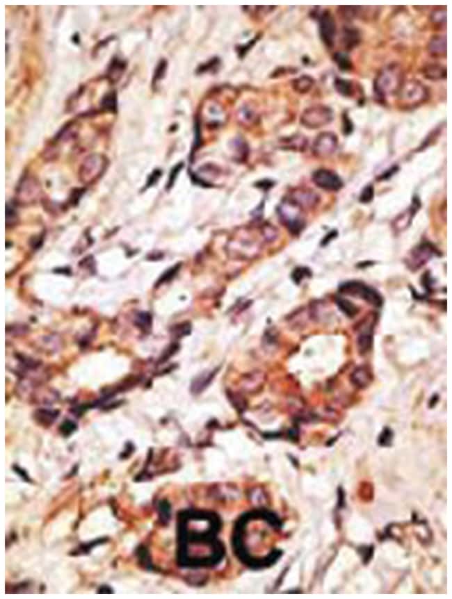 ANTI-CD33 ANTIBODY 400UL