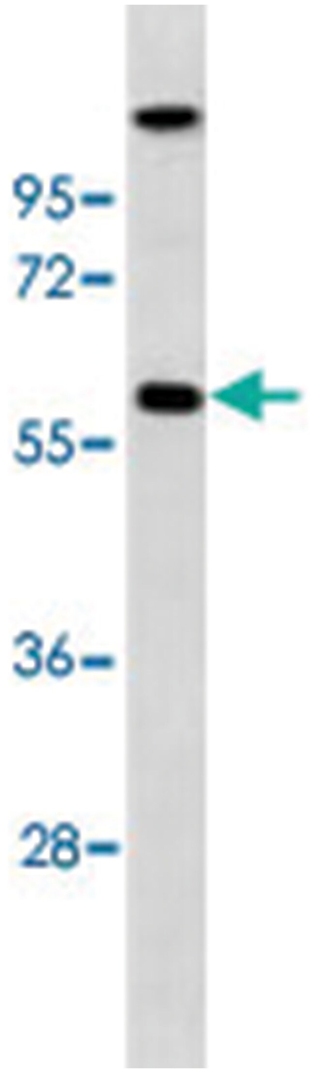 ANTI-BMP4 ANTIBODY 400UL