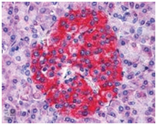 ANXA10, Goat, Polyclonal Antibody, Abnova 100μg; Unlabeled:Antibodies ...