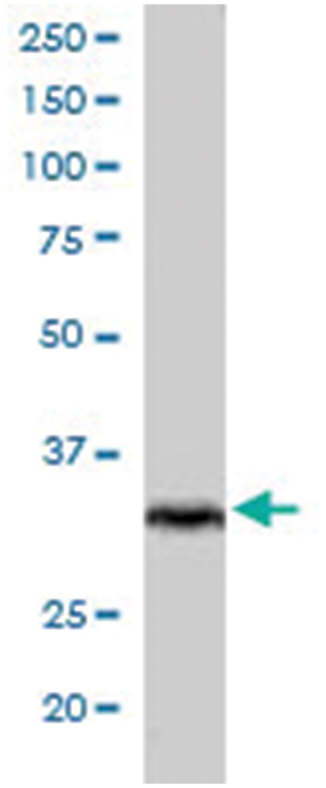 ANTI-ING2 ANTIBODY 100UG