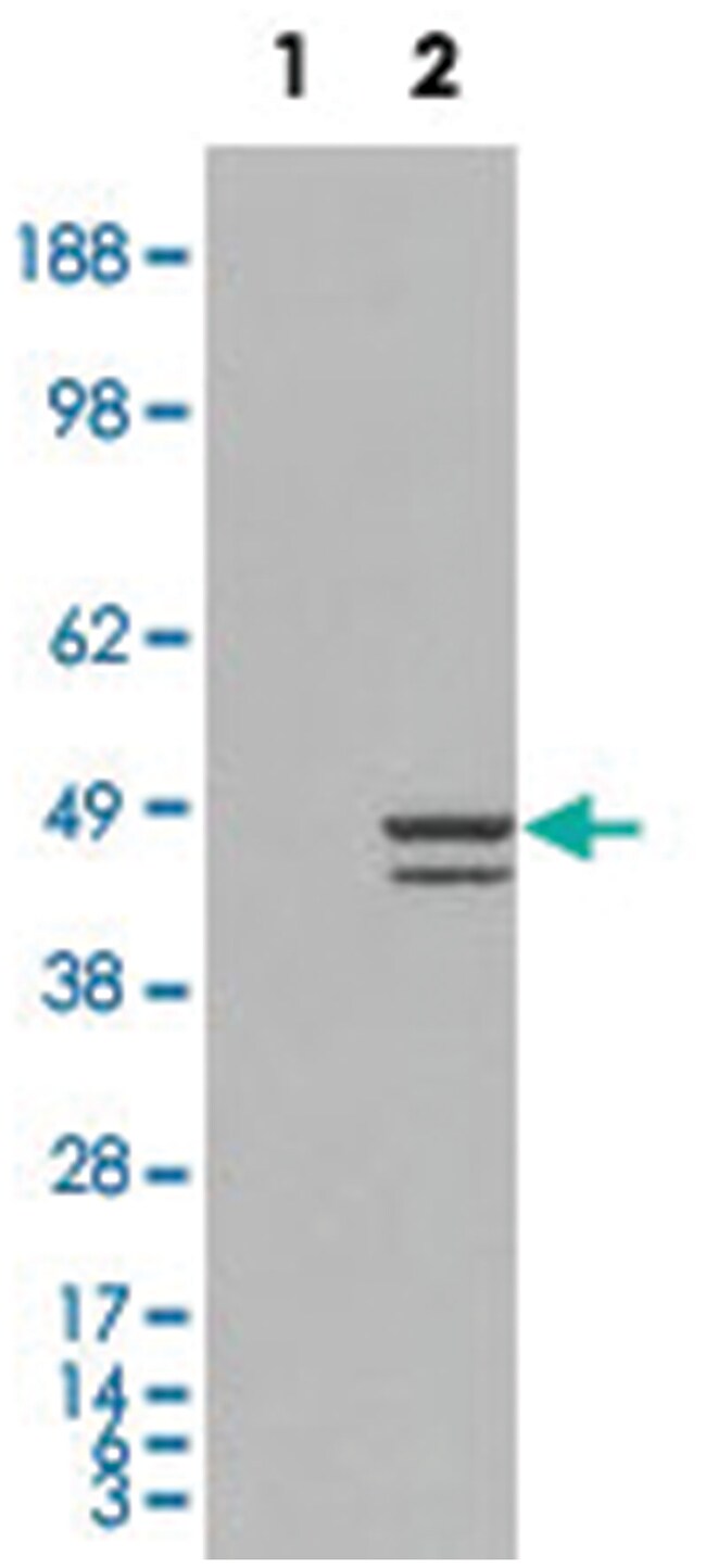 IRF2, Goat, Polyclonal Antibody, Abnova 100μg; Unlabeled:Antibodies ...