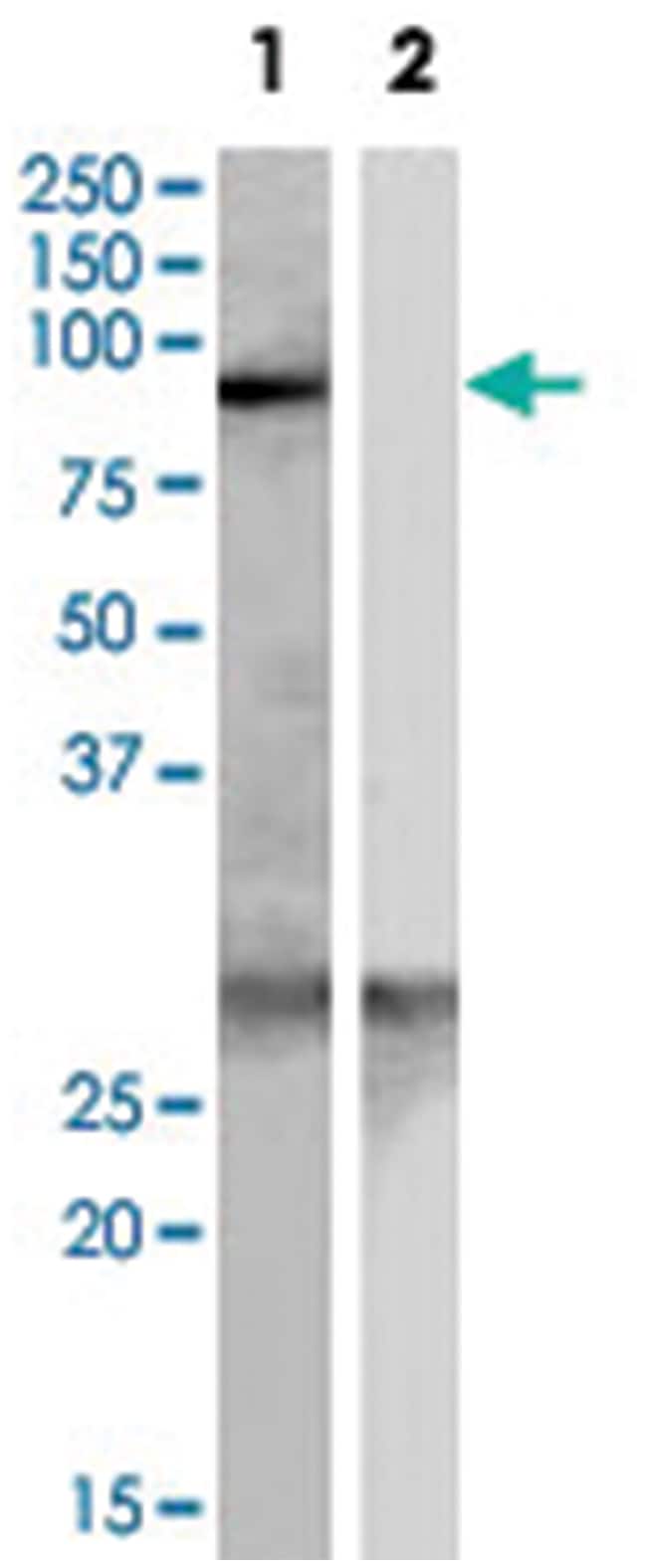 SCARF1, Goat, Polyclonal Antibody, Abnova 100μg; Unlabeled:Antibodies ...