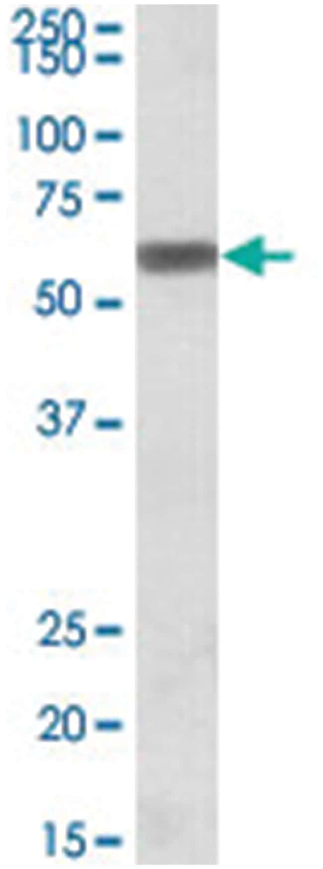 ANTI-SPP1 ANTIBODY 100UG