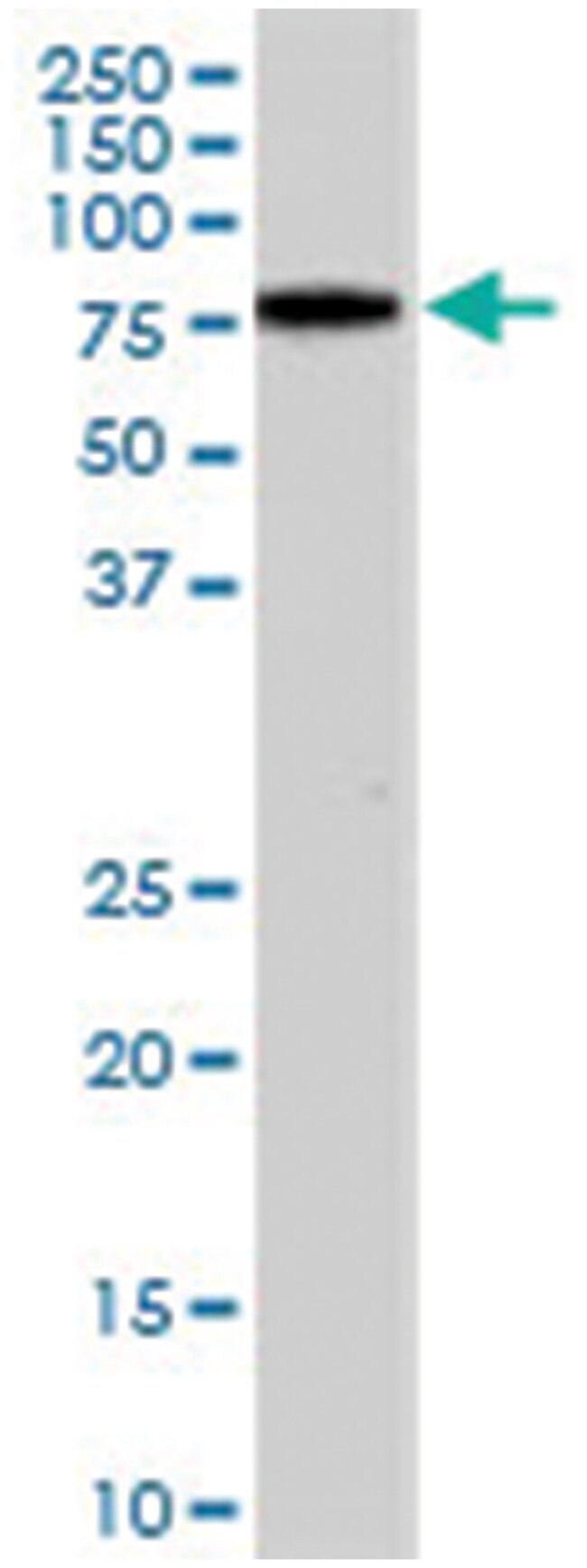 HSPA8, Goat, Polyclonal Antibody, Abnova 100μg; Unlabeled:Antibodies ...