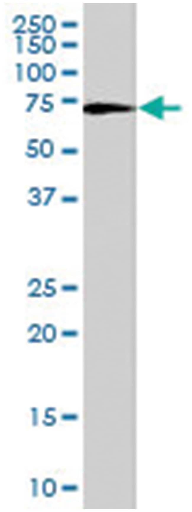 ANTI-MSN ANTIBODY 100UG