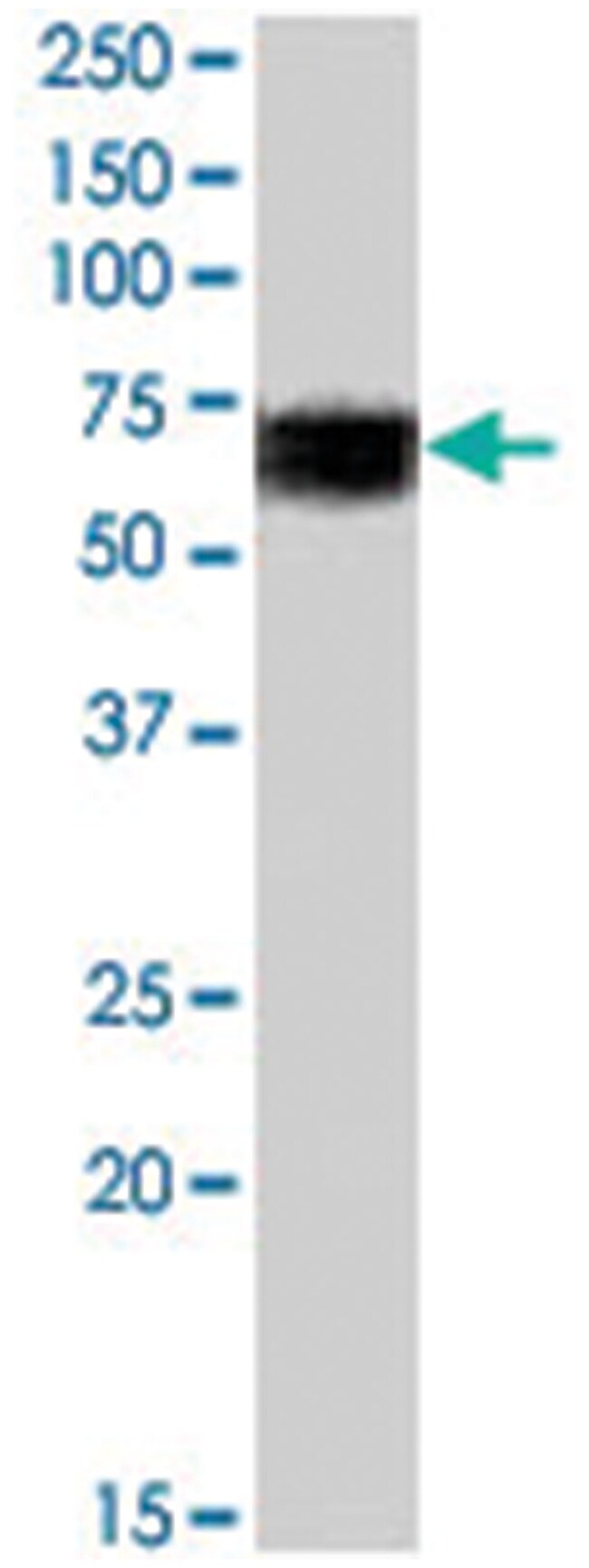 BIN1, Goat, Polyclonal Antibody, Abnova 100μg; Unlabeled:Antibodies ...