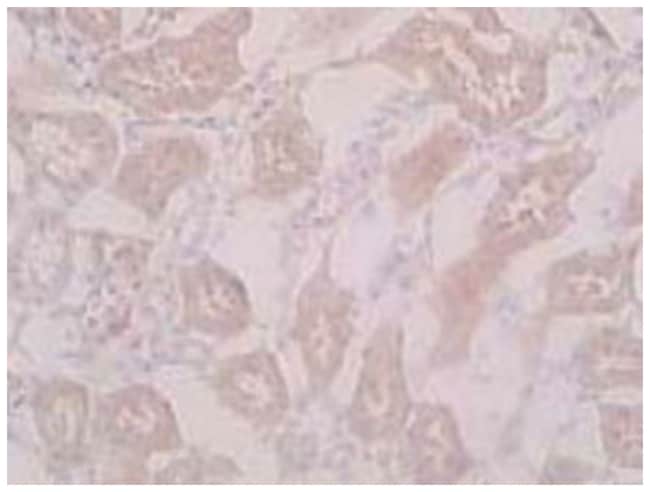 SLC7A11 Rabbit anti-Mouse, Polyclonal Antibody, Abnova 25μg; Unlabeled ...