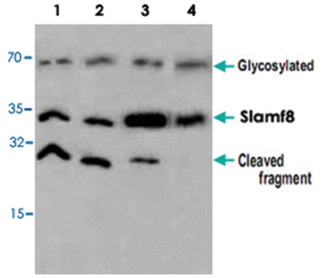 ANTI-SLAMF8 ANTIBODY 100UG