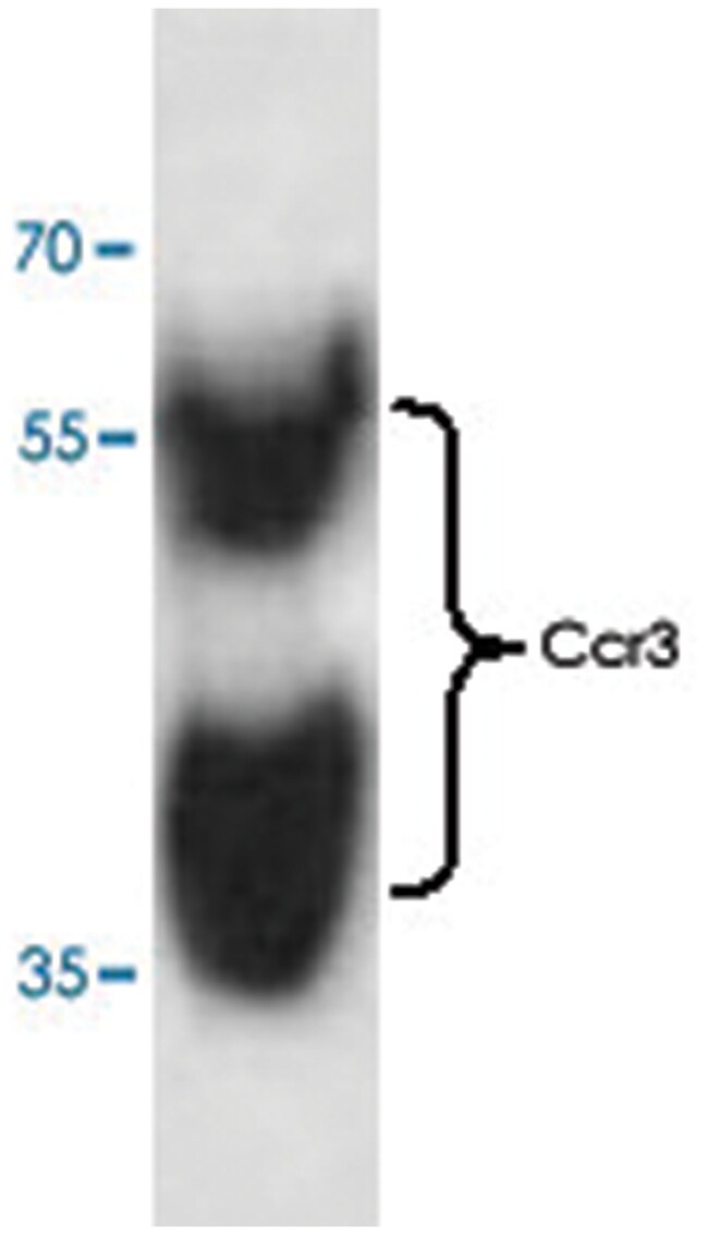 ANTI-CCR3 ANTIBODY 100UG