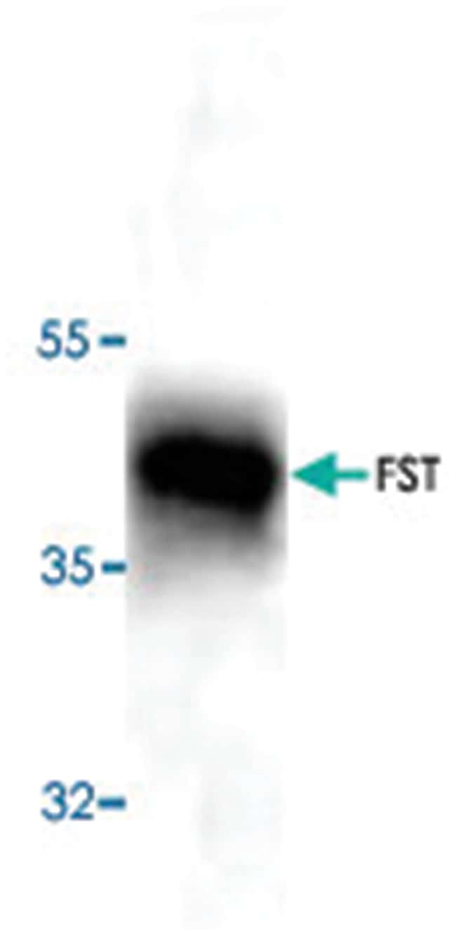ANTI-FST ANTIBODY 100UG