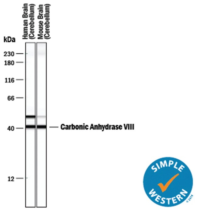 Carbonic Anhydrase VIII/CA8 Goat anti-Human, Polyclonal, RD Systems ...