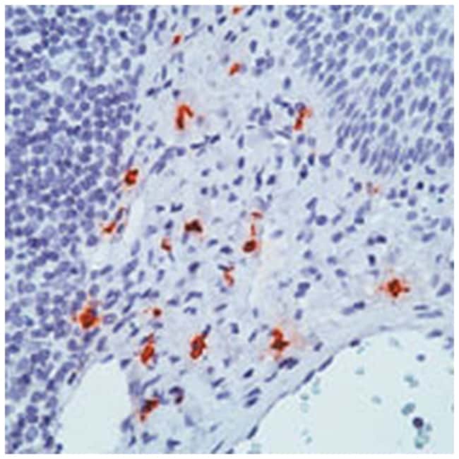 MilliporeSigma anti-Mast Cell Tryptase Clone: AA1, 100μg, Unlabeled:Antibodies, | Fisher Scientific