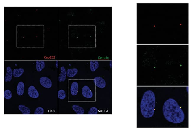 MilliporeSigma Cep152 (P7), Rabbit, Unlabeled, Polyclonal, 100μL; Unlabeled:Antibodies, | Fisher ...