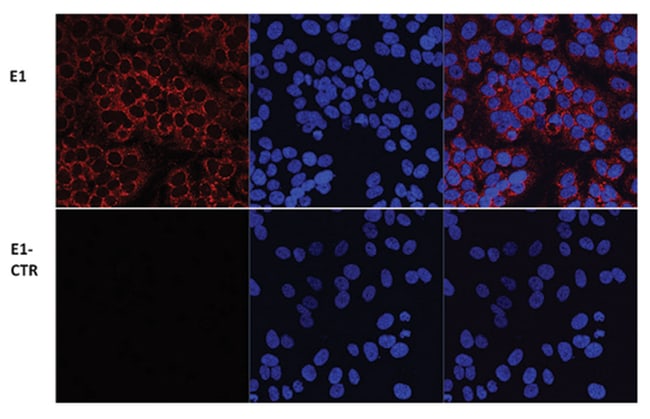MilliporeSigma PDH, Rabbit, Unlabeled, Polyclonal, 100μL; Unlabeled:Antibodies, | Fisher Scientific