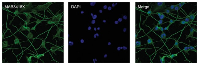 MAP2 Mouse anti-Bovine, Chicken, Human, Mouse, Rat, AlexaFluor 488 ...