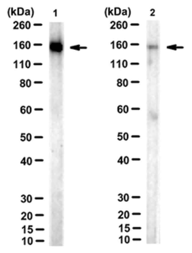 MilliporeSigmaacetyl SMC3 (Lys105/106), Mouse, Unlabeled, Clone: 21A7, | Fisher Scientific