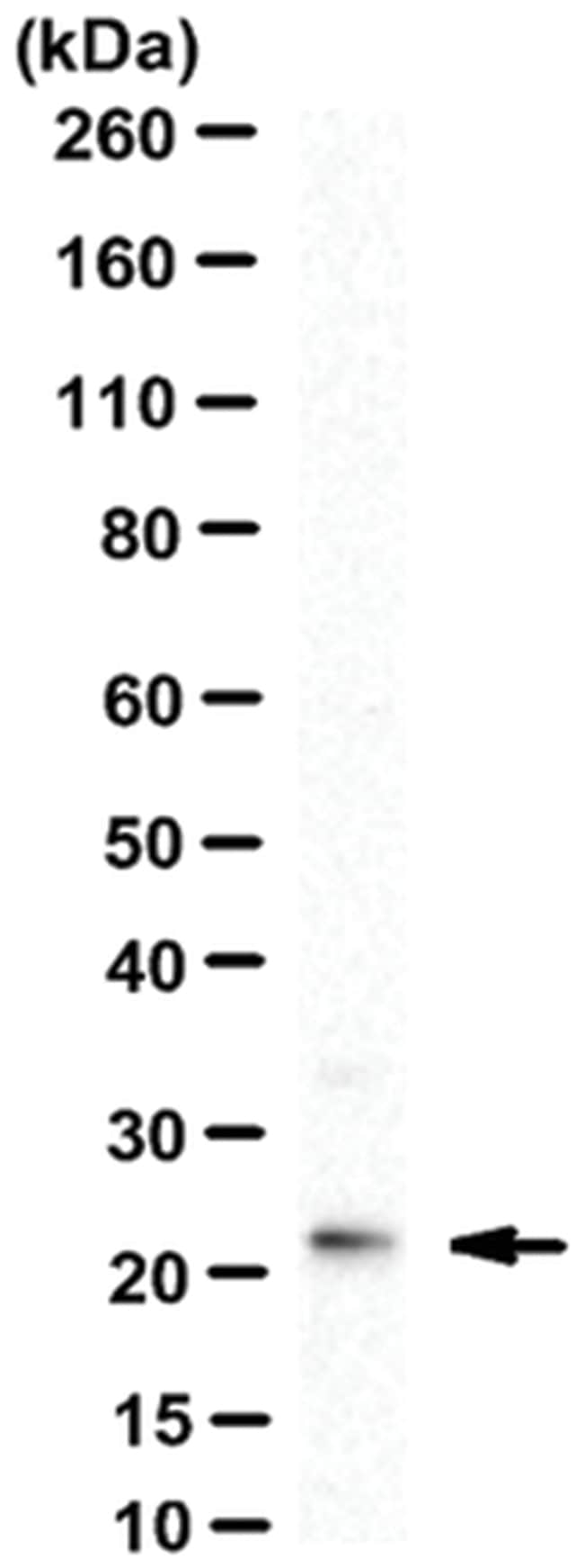 ANTI-ING4, CLONE BTIM-4