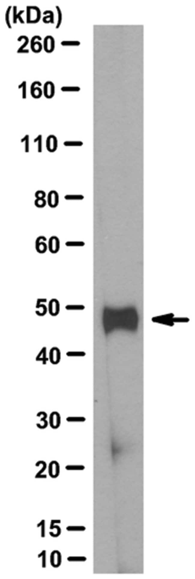MilliporeSigma™ TDO2, Mouse, Unlabeled, Clone: 7A6.1, | Fisher Scientific