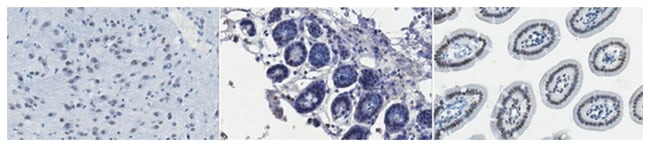 MilliporeSigma Neurogenin-2, Mouse, Unlabeled, Clone: 7G4, 100μg; Unlabeled:Antibodies, | Fisher ...