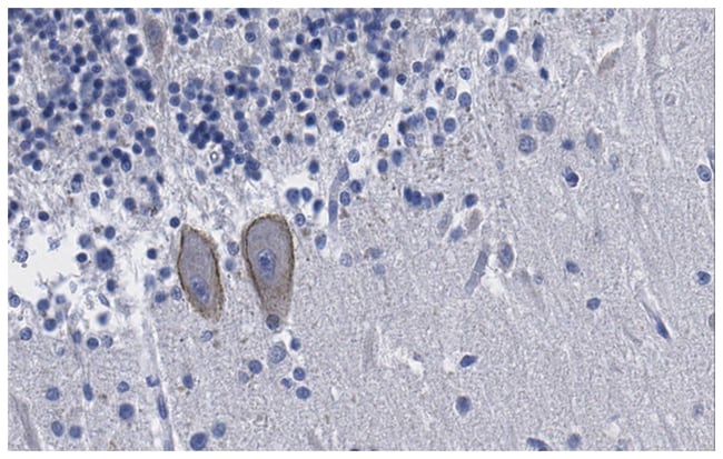 MilliporeSigma Neuregulin-2, Mouse, Unlabeled, Clone: 8D11, 200μL; Unlabeled:Antibodies ...