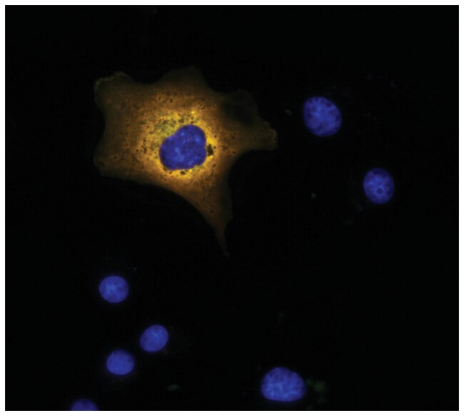 MilliporeSigma BRAP, Mouse, Unlabeled, Clone: 3C18, 100μg; Unlabeled:Antibodies, | Fisher Scientific
