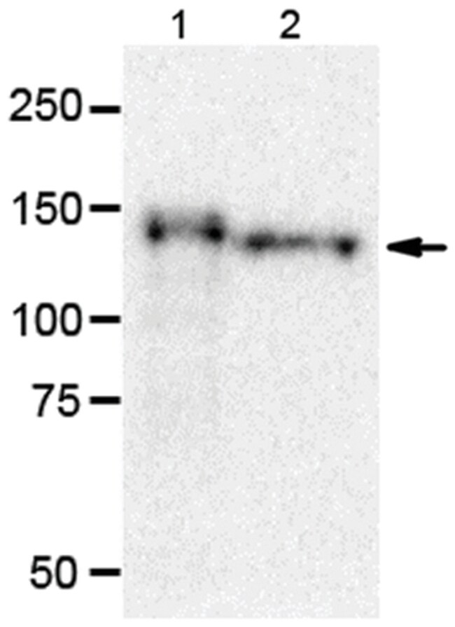 ANTI-NB-2/CNTN5, CLONE 1A6
