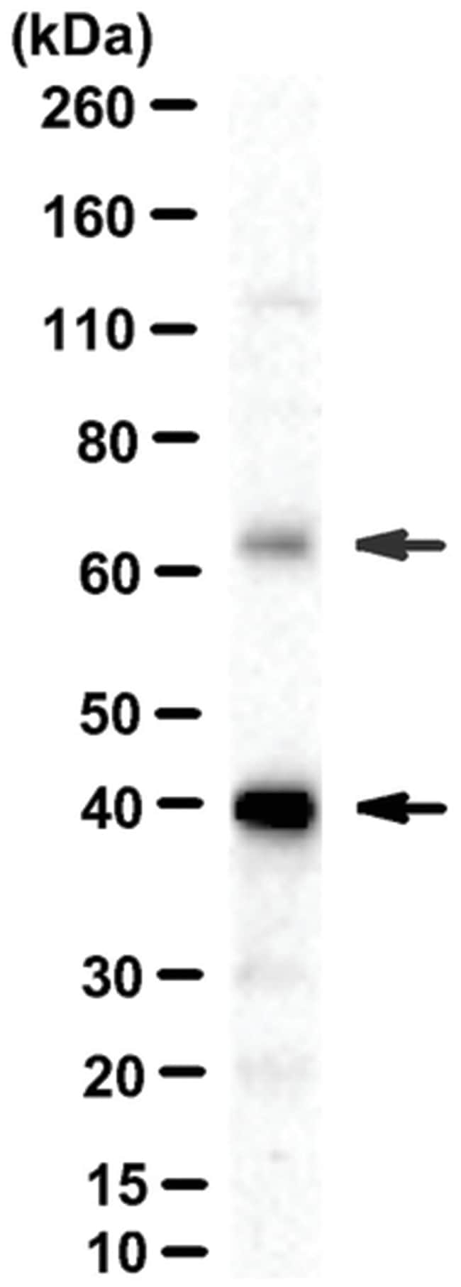 MilliporeSigma WIP/WIPF1, Mouse, Unlabeled, Clone: 3D10, 100μg; Unlabeled:Antibodies, | Fisher ...