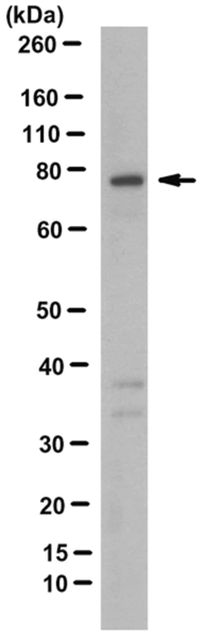 MilliporeSigma PTEN-alpha, Mouse, Unlabeled, Clone: 3A4.1, 100μg; Unlabeled:Antibodies, | Fisher ...
