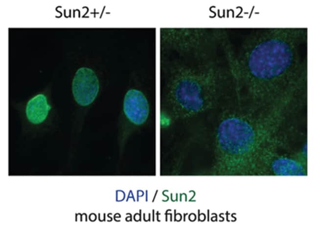 MilliporeSigma SUN2, Mouse, Unlabeled, Clone: 3.1E, 100μg; Unlabeled:Antibodies, | Fisher Scientific