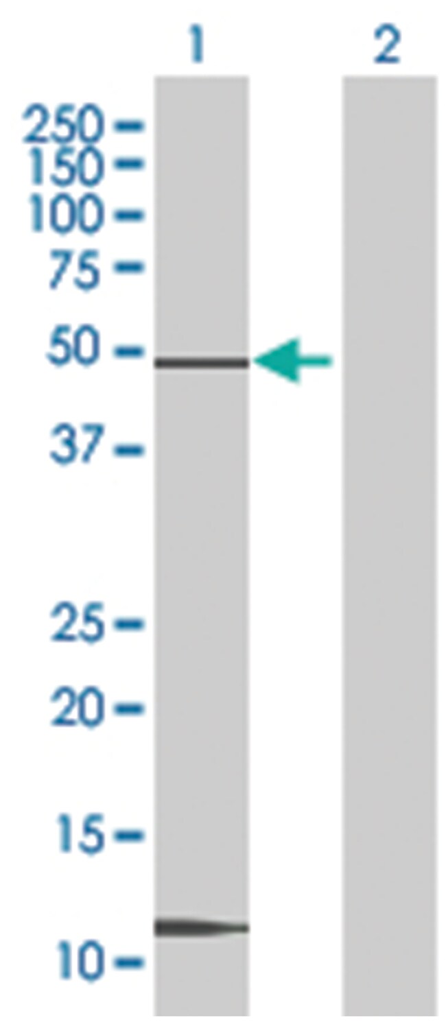 cAMP responsive element binding protein 3-like 4, Mouse, Polyclonal ...