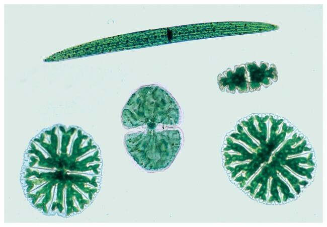 Fisher Science Education Algae Basic Slide Set Slide Set, Algae ...