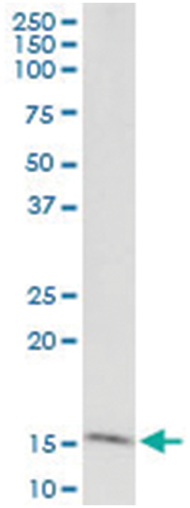 anti-GOLGA7, Human, IP-WB Antibody Pair, Abnova 1 Set:Antibodies ...
