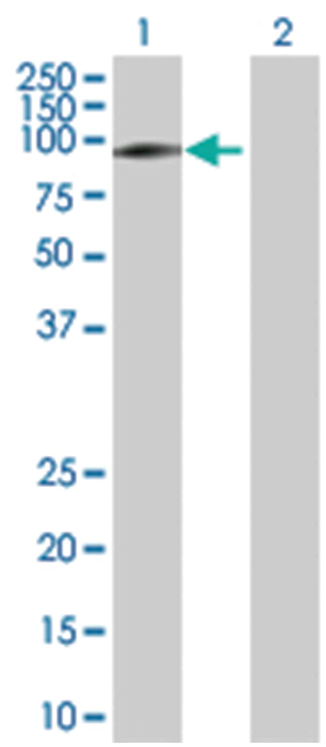 RHOT2 293T Cell Overexpression Lysate (Denatured), Abnova 100µL:Life ...