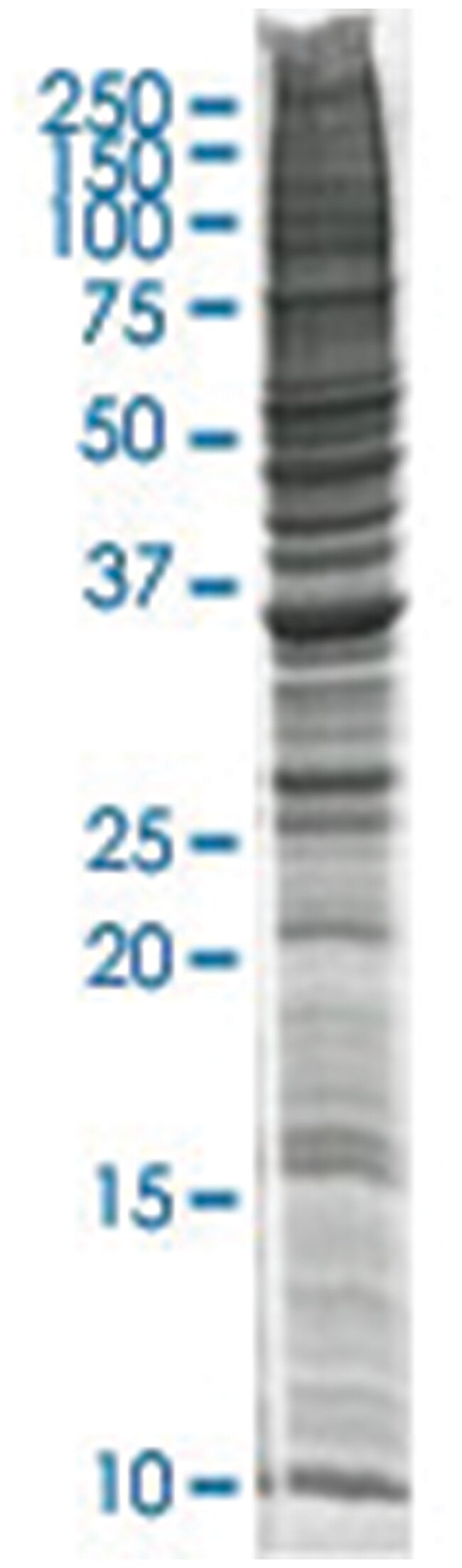 C32 (human amelanotic melanoma) Nuclear extract lysate, Denatured ...