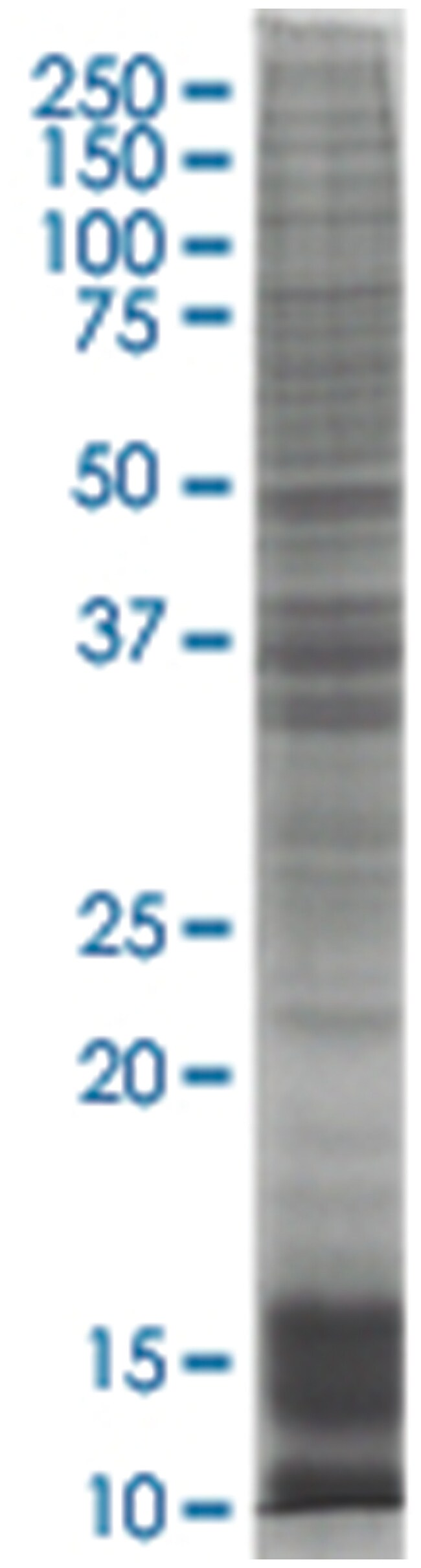 LS1034 (human cecal carcinoma) Nuclear extract lysates, Non-denatured ...