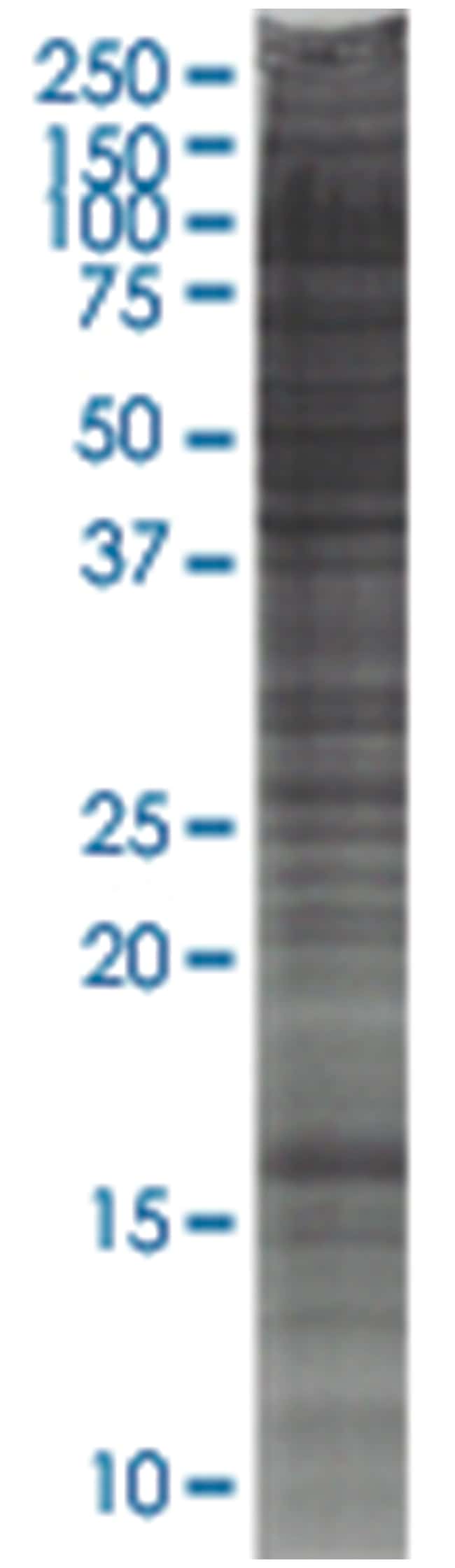 Neuro-2a (mouse neuroblastoma) Whole cell lysate, Non-denatured; Abnova ...