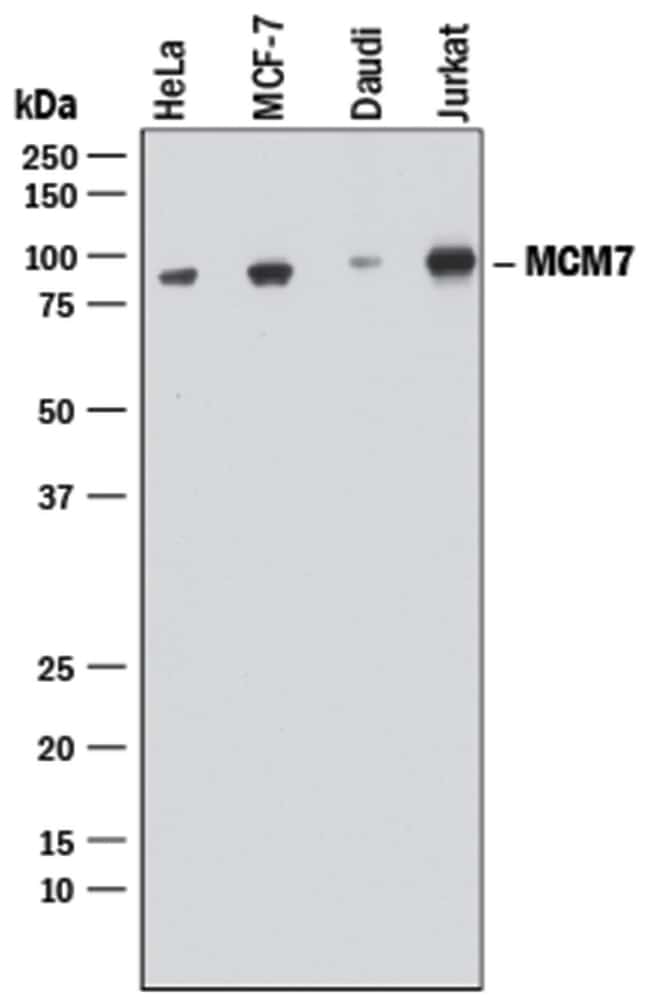 Human MCM7 Antibody 25μg; Unlabeled:Antibodies, Monoclonal | Fisher ...