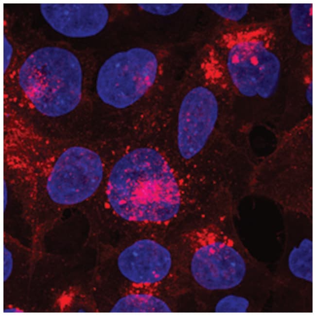 HTRA-1-81 A647 MAB (TRA 50 UG