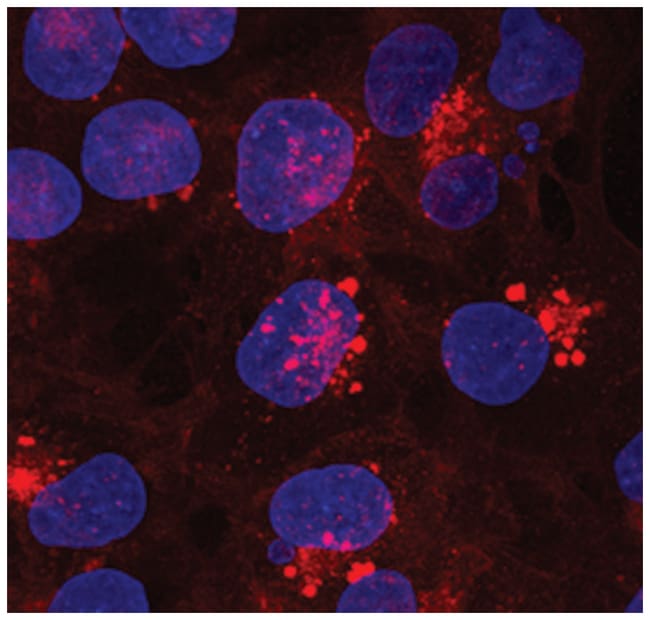 HTRA-1-81 A594 MAB (TRA 50 UG