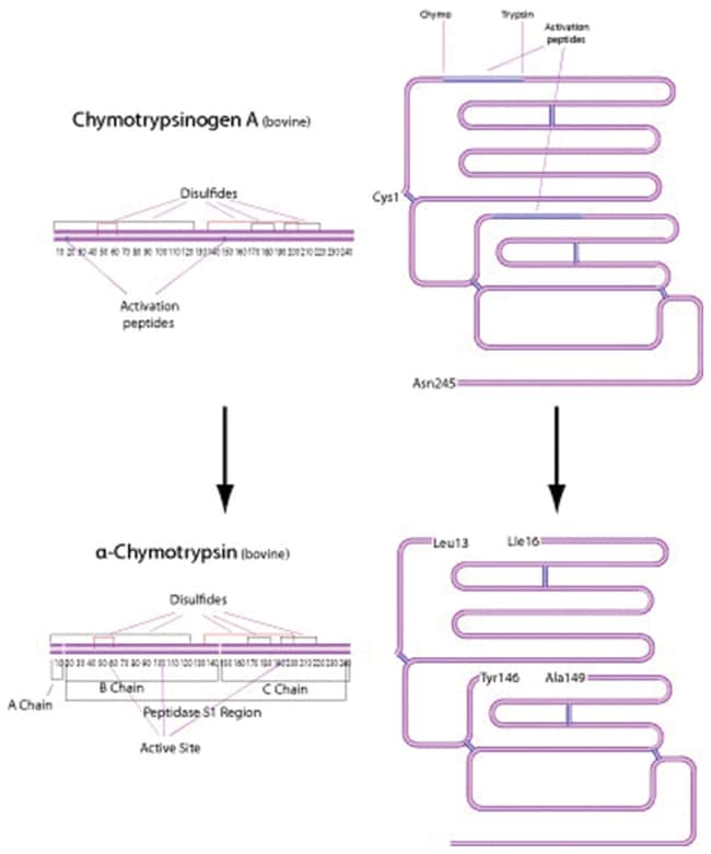 MP Biomedicals™ alpha-Chymotrypsin from Bovine Pancreas | Fisher Scientific