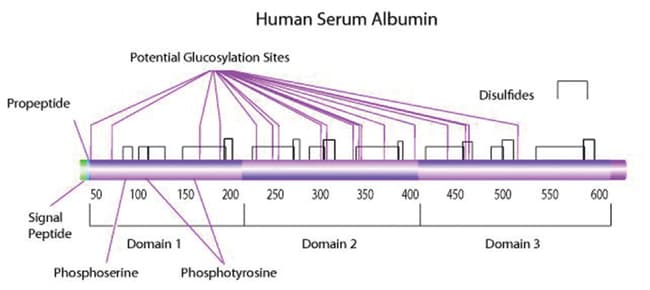 Albumin, Human, Fraction V Powder, 10g Lyoph., MP Biomedicals ICN No ...