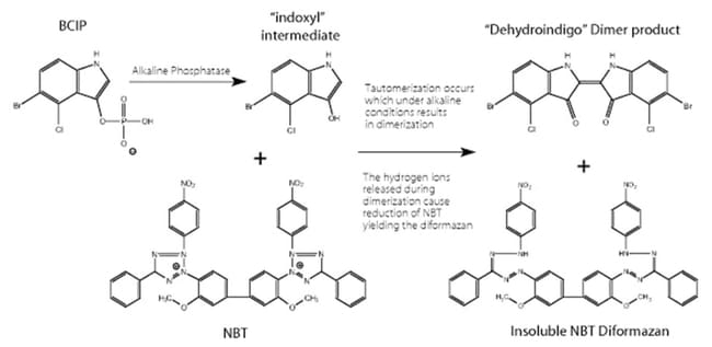 MP Biomedicals™ BCIP/NBT Liq. Substrate Plus, 500mL ICN No.: 980772 ...
