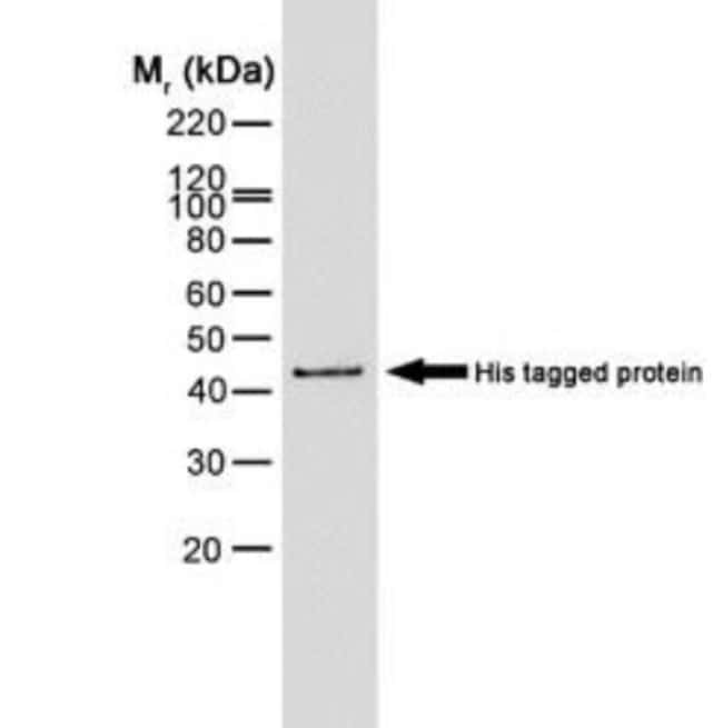His Tag Antibody (AD1.1.10), HRP 0.1mL; HRP:Antibodies, Monoclonal ...
