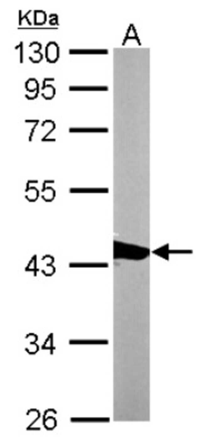 ACTIN REGULATORY PROT - 0.1 ML