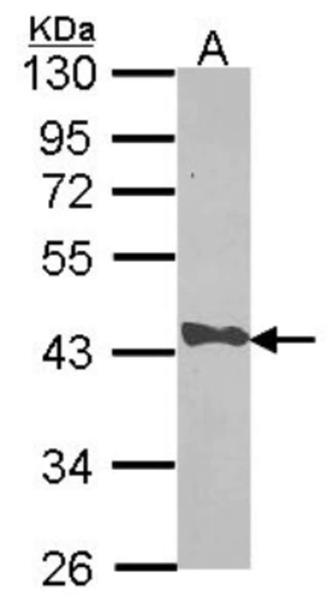 ACTIN REGULATORY PROT - 0.1 ML