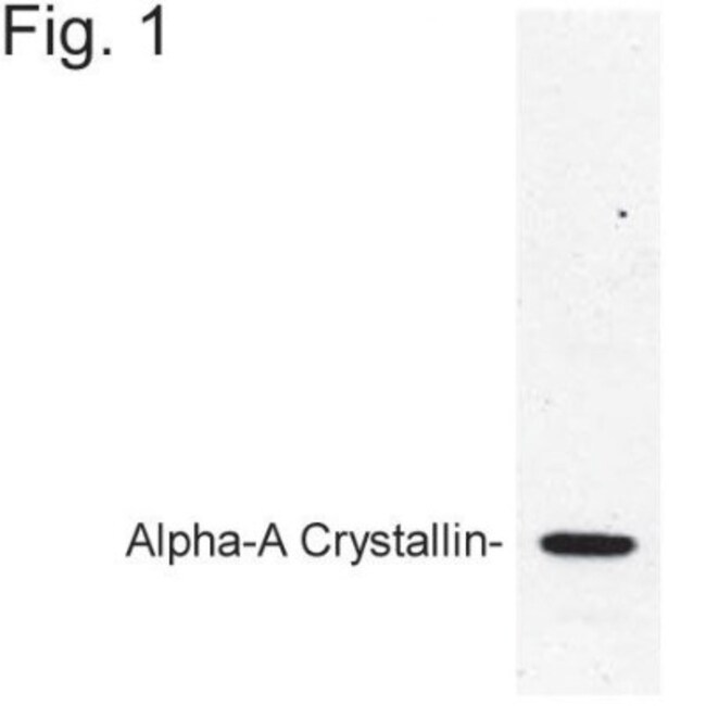 AlphaA Crystallin/CRYAA Antibody 0.1mg; Unlabeled:Antibodies ...